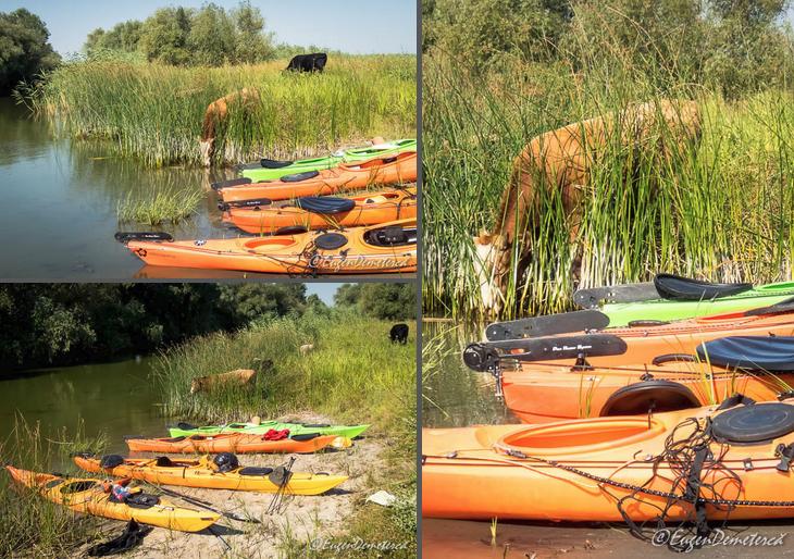 10 – Adapare tauri in Delta